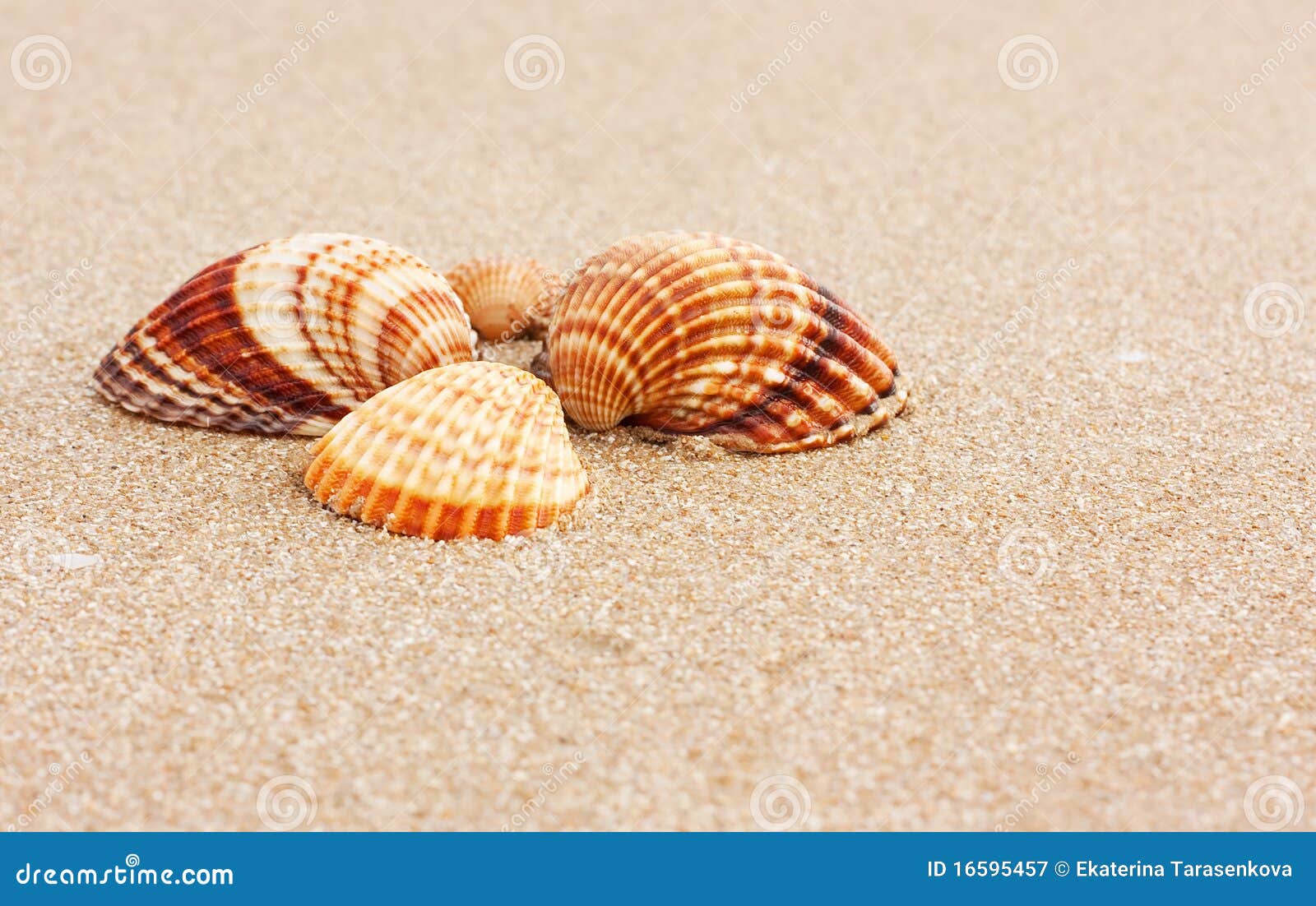 Cockleshell stock image. Image of backgrounds, objects - 16595457