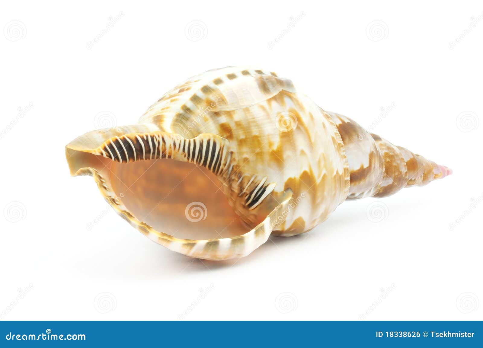 Cockleshell stock photo. Image of beige, spiral, nobody - 18338626