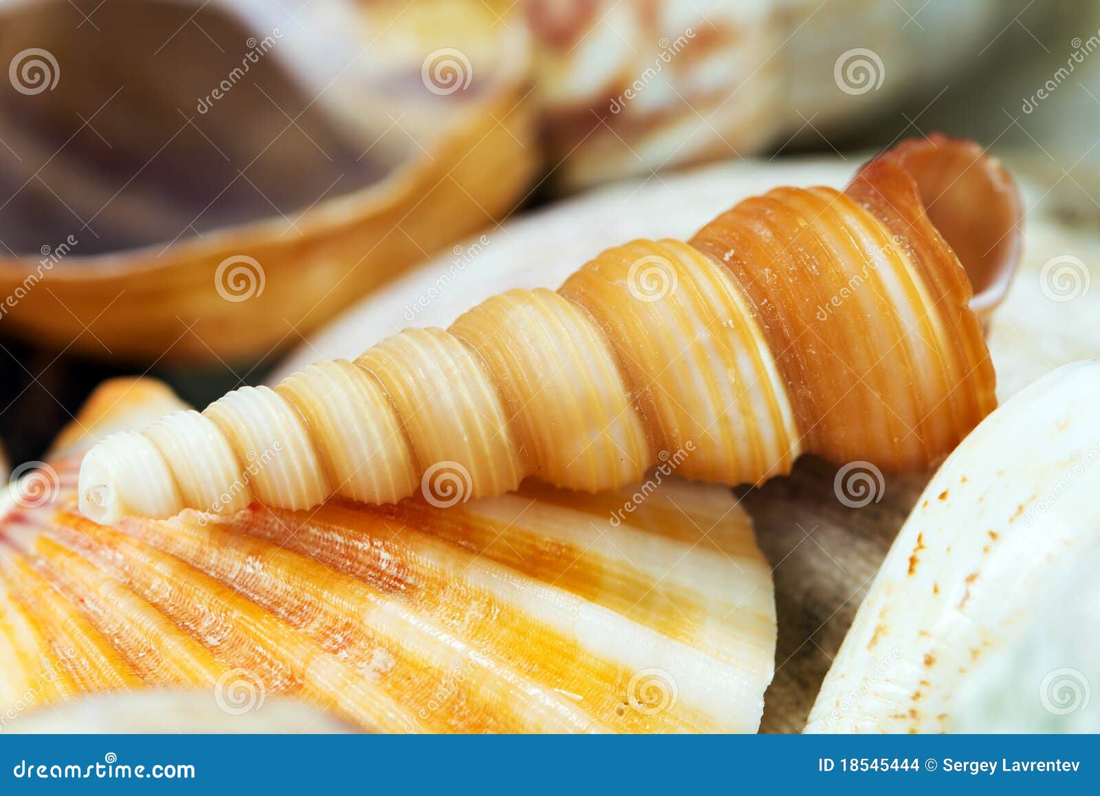 Cockleshell stock photo. Image of macro, design, group - 18545444