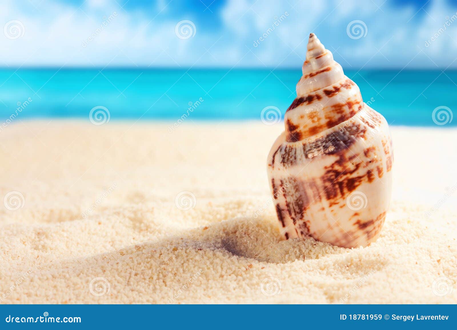 Cockleshell stock image. Image of seascape, idyllic, aquatic - 18781959