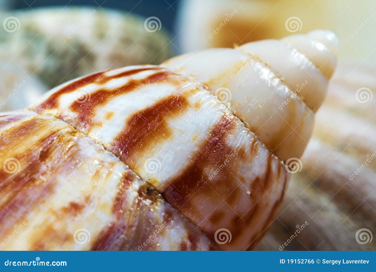 Cockleshell stock photo. Image of mollusk, group, shell - 19152766