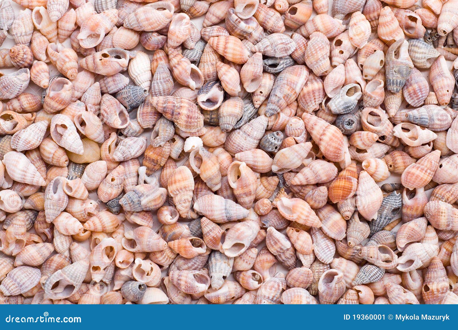 Cockleshell stock image. Image of marine, closeup, beige - 19360001