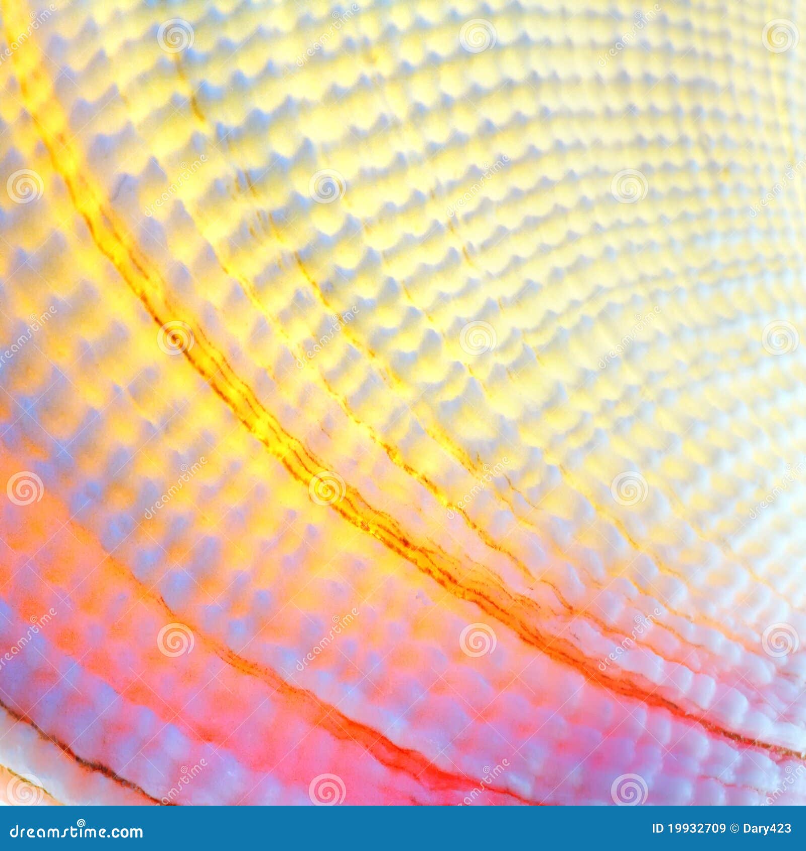 Cockleshell stock image. Image of pastel, beauty, objects - 19932709
