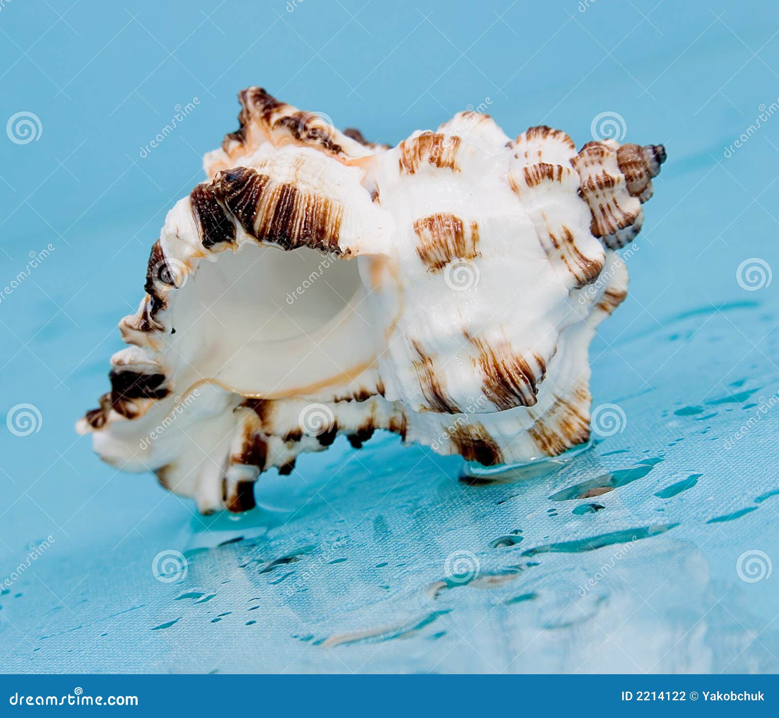 Cockleshell stock photo. Image of beautiful, shell, aquatic - 2214122