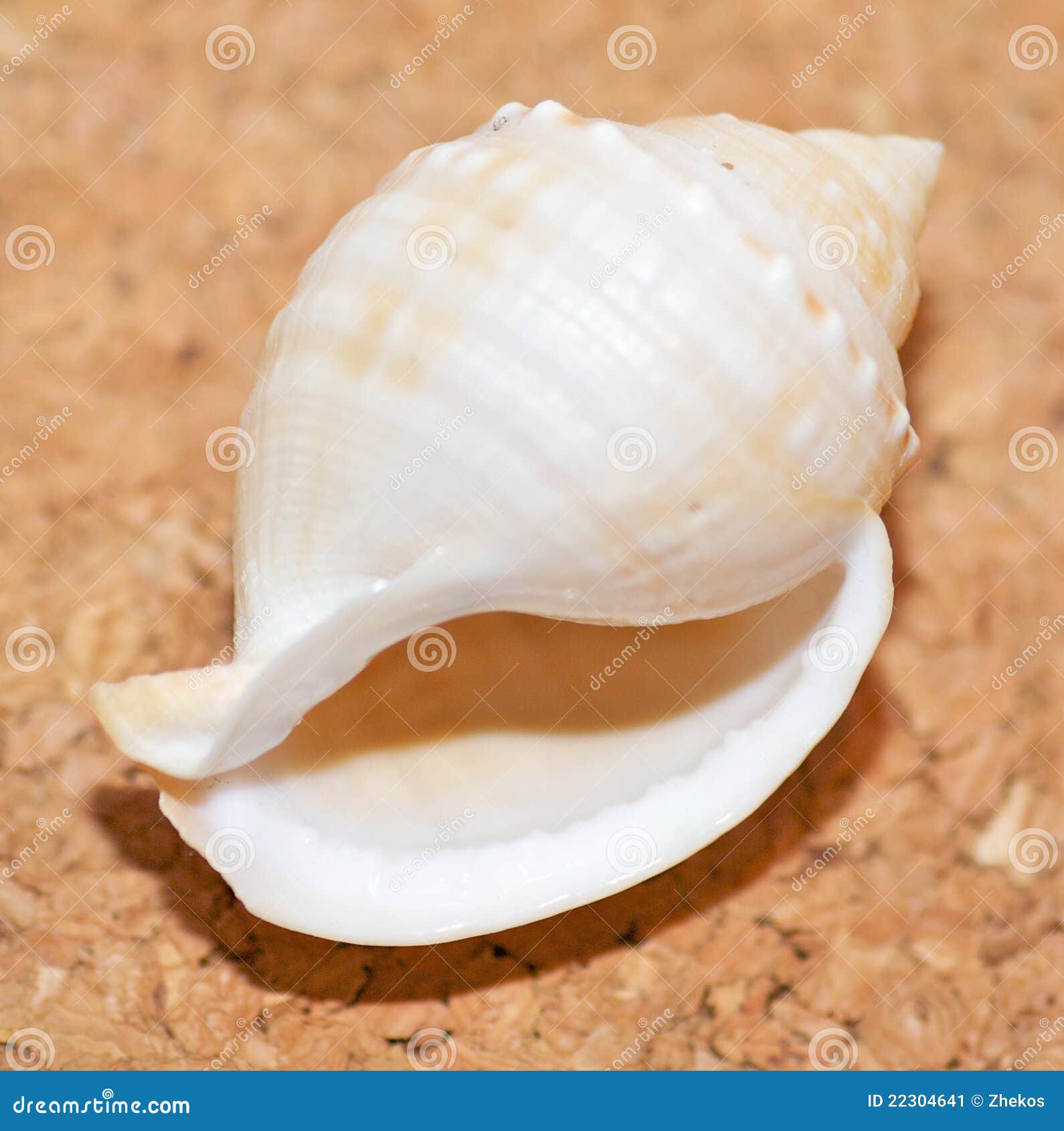 Cockleshell stock image. Image of nature, ocean, cancer - 22304641
