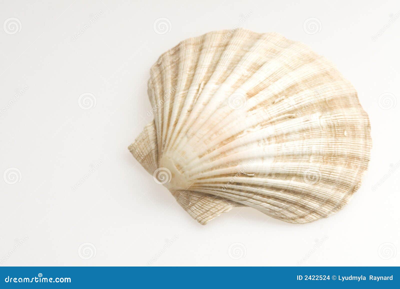 Cockleshell stock photo. Image of beach, tide, sand, lake - 2422524