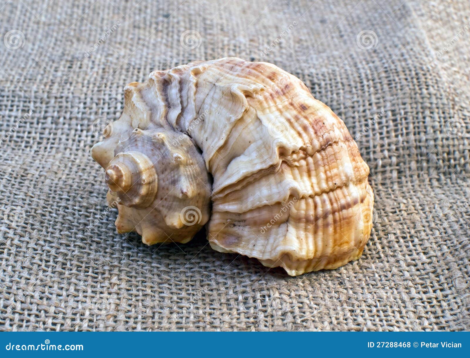 Cockleshell stock photo. Image of seashell, oyster, beach - 27288468