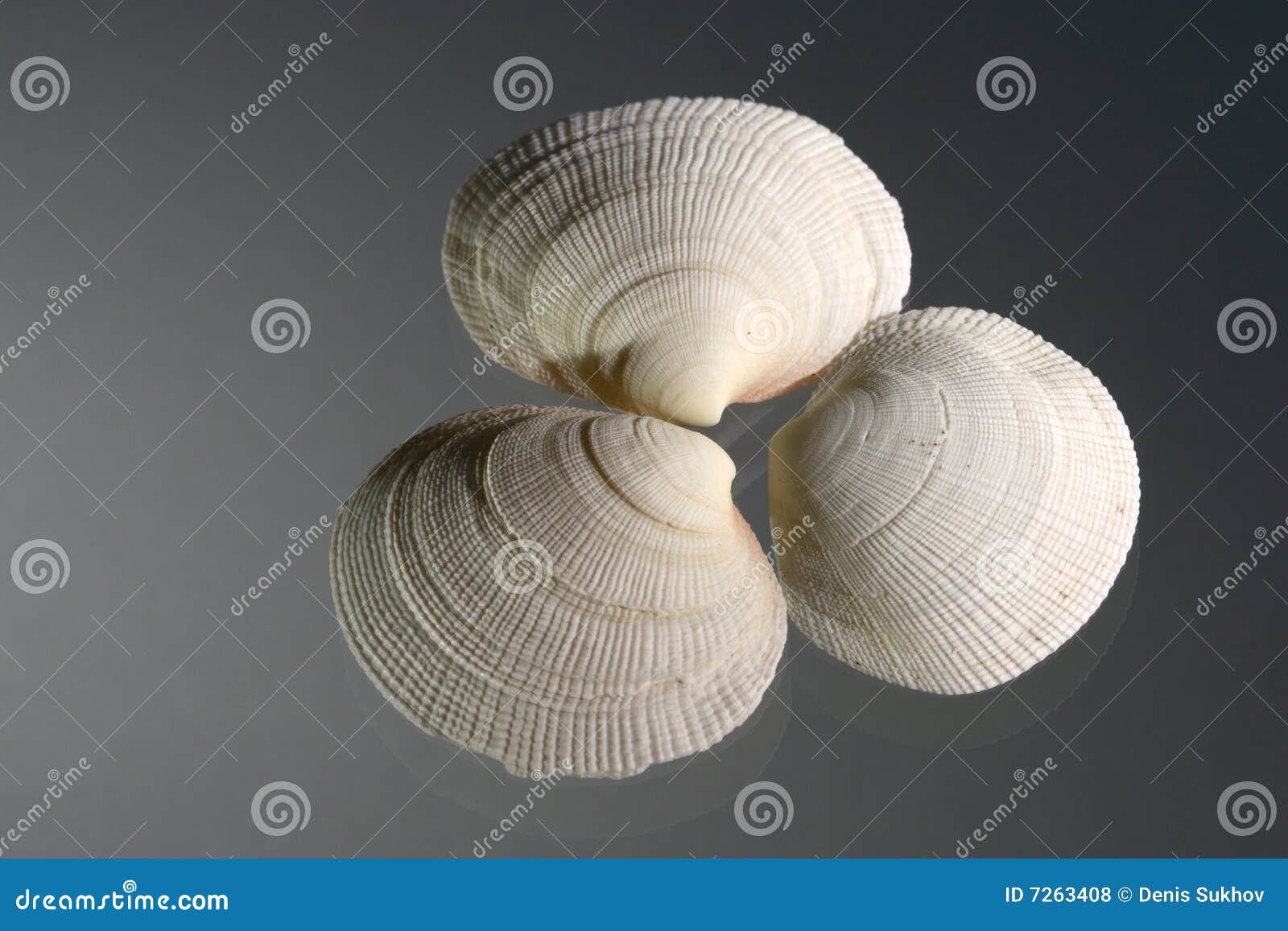 Cockleshell 3 stock foto. Image of zeevruchten, klein - 7263408