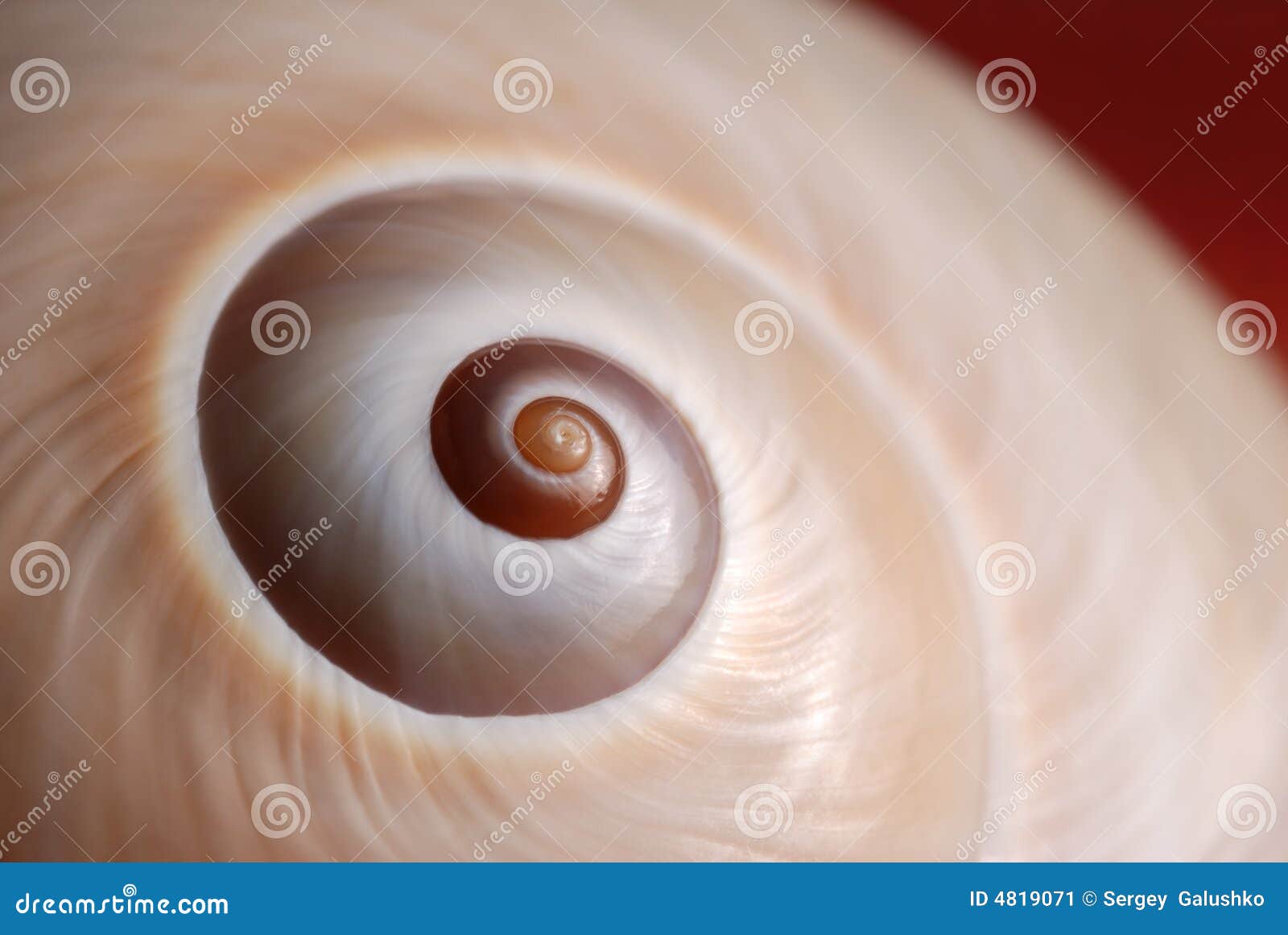 Cockleshell stock image. Image of background, cowrie, gastropod - 4819071