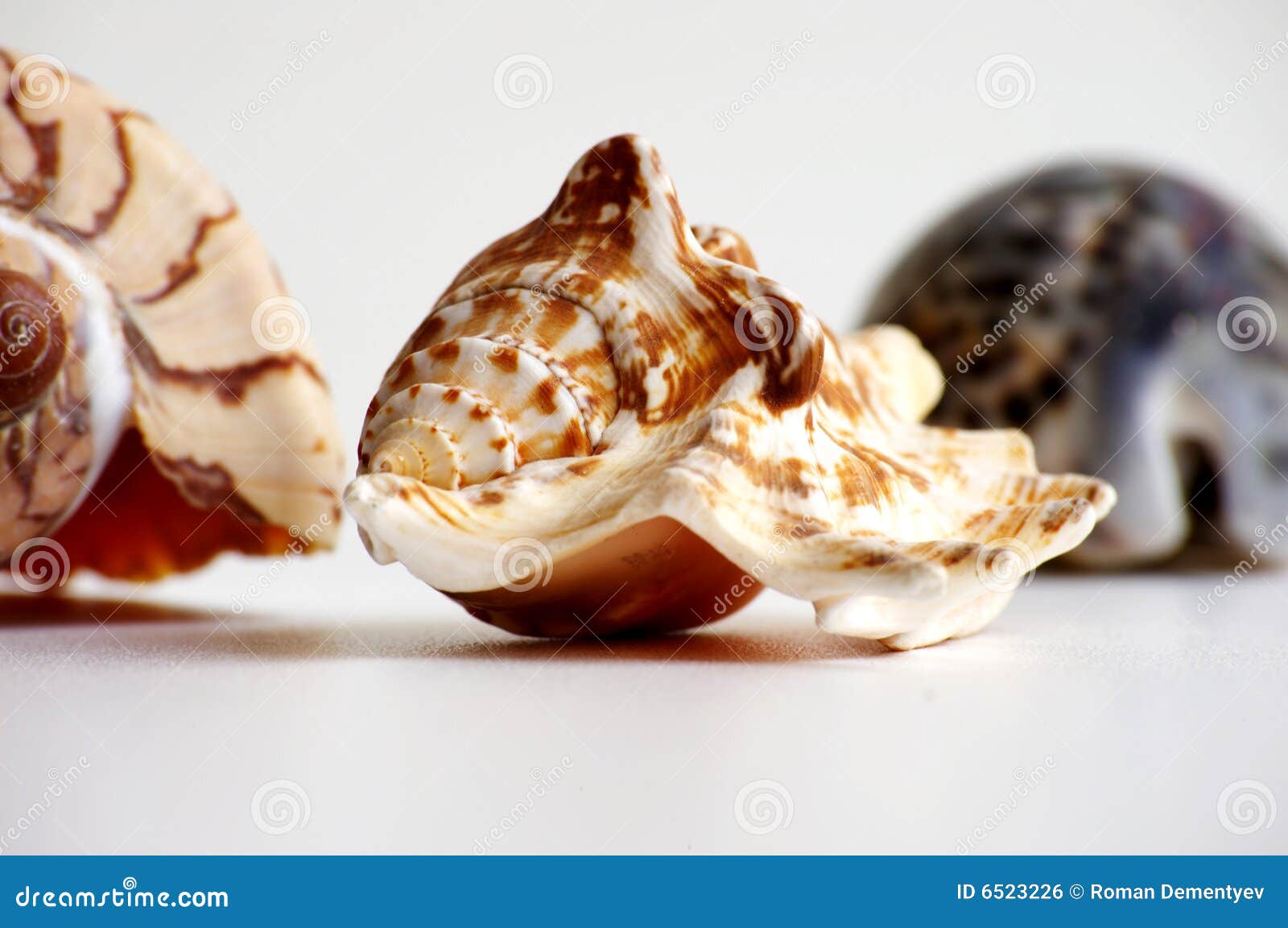 Cockleshell stock photo. Image of white, curve, prepared - 6523226