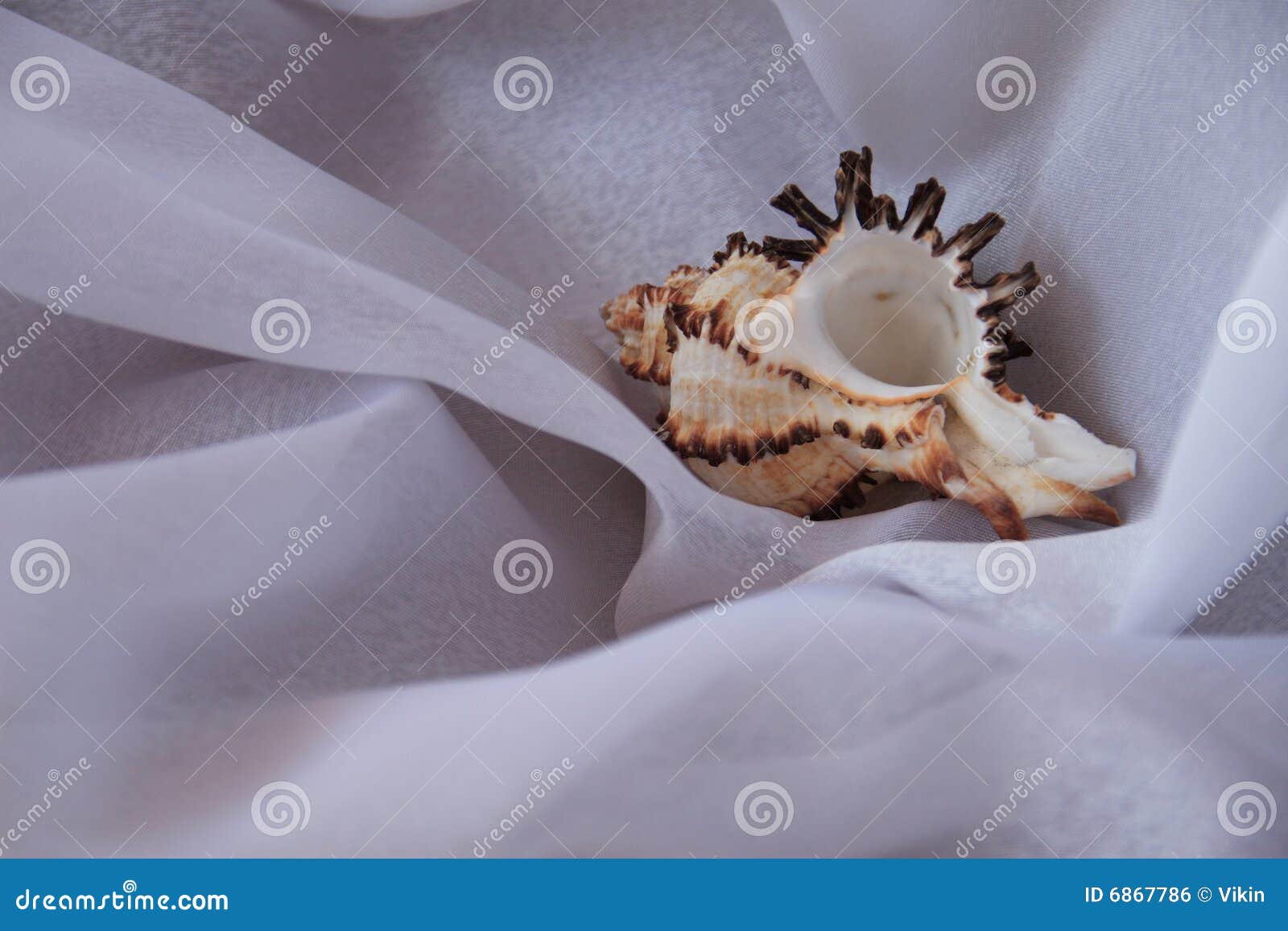Cockleshell stock photo. Image of background, mollusc - 6867786