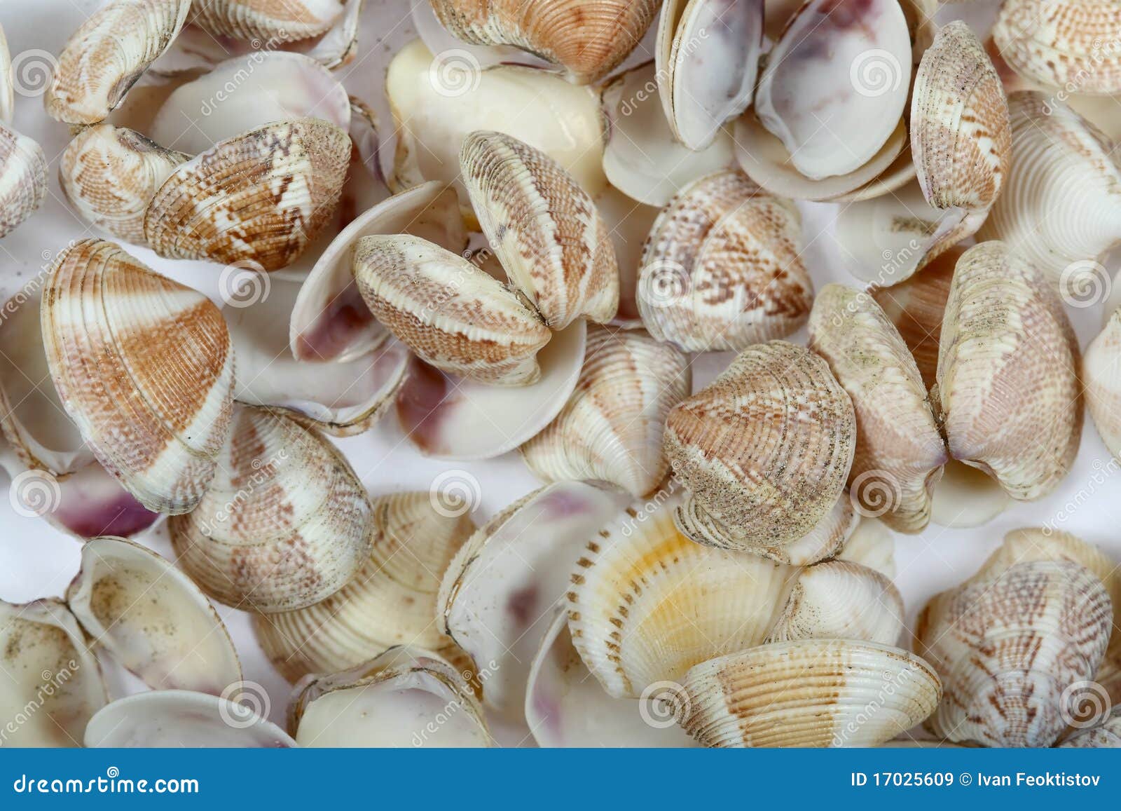 Cockleshell beach surface. stock image. Image of backgrounds - 17025609