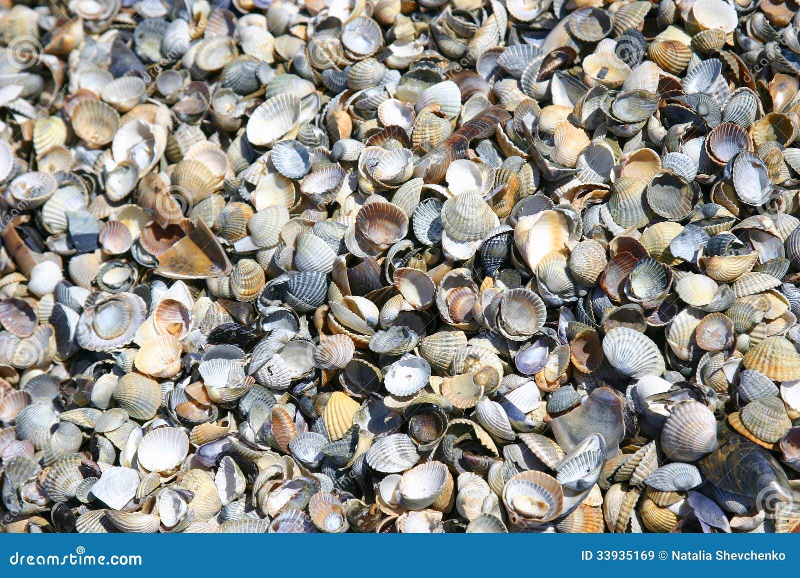 Cockleshell beach surface stock image. Image of group - 33935169