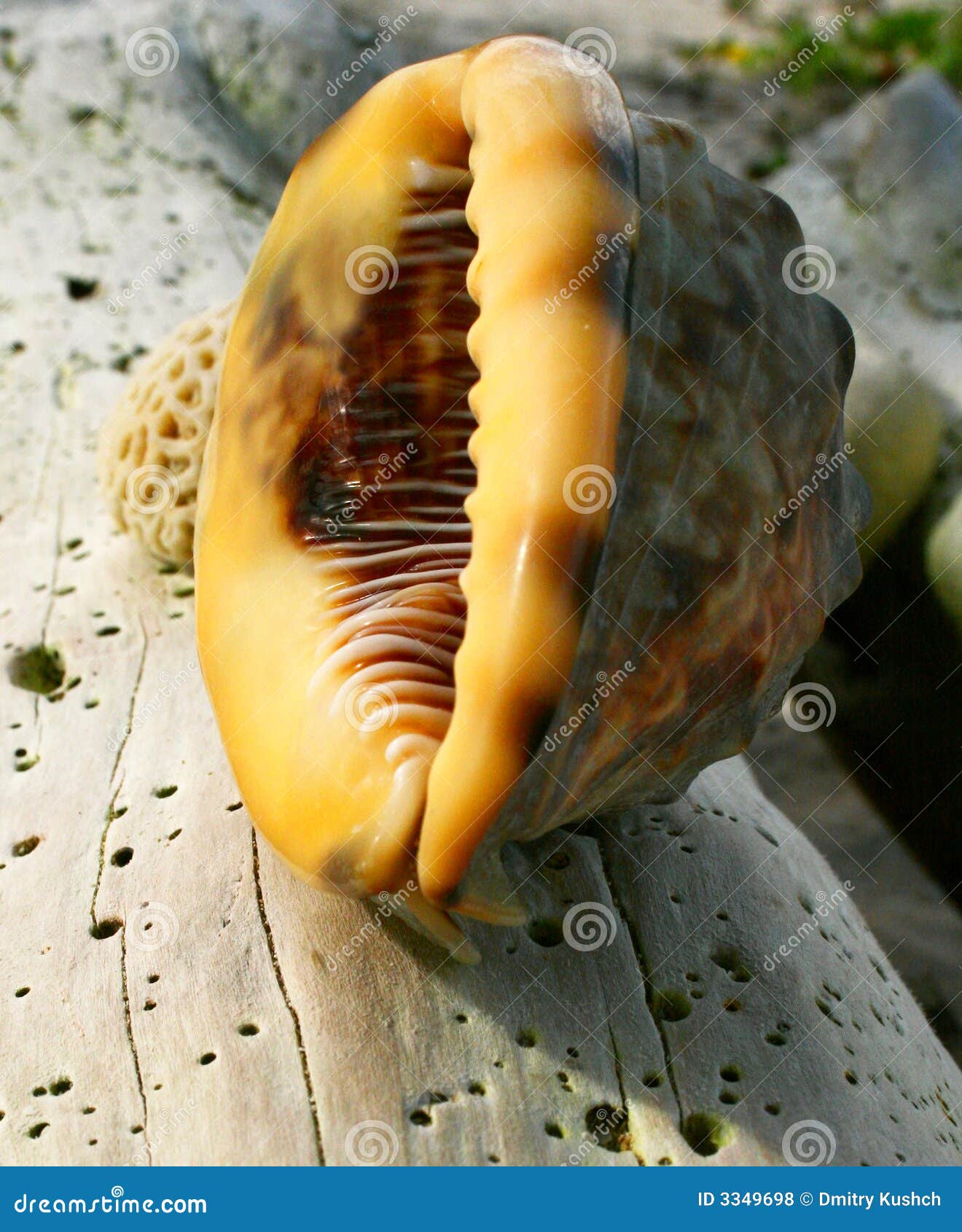 Cockleshell of Caribbean Sea Stock Photo - Image of pearl, large: 3349698