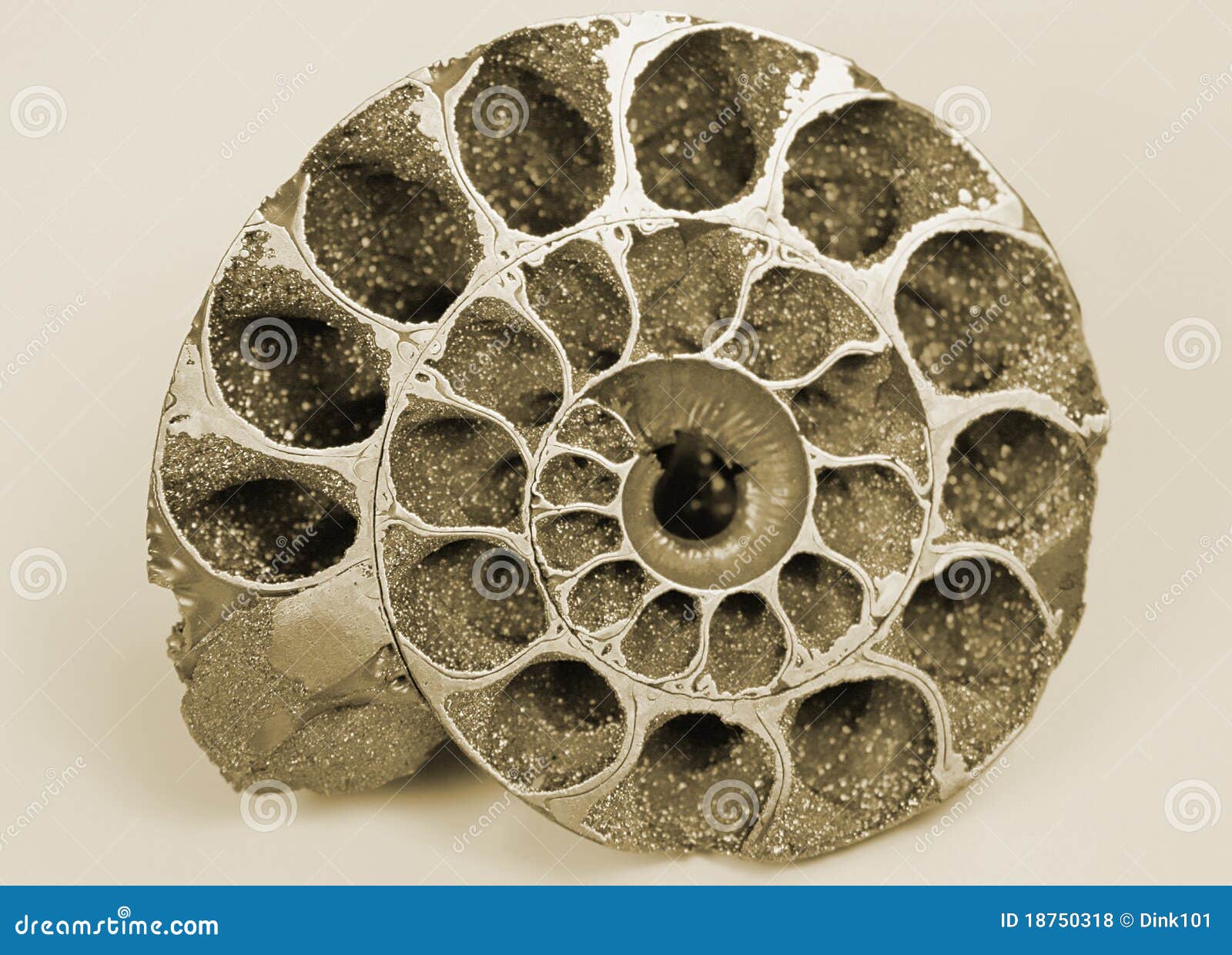 Cockleshell (fossil) stock photo. Image of coil, history - 18750318