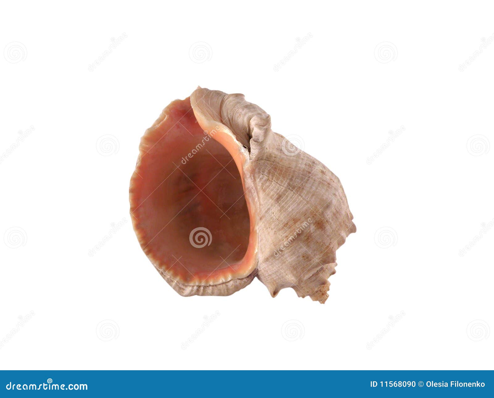 Cockleshell isolated stock photo. Image of close, collection - 11568090