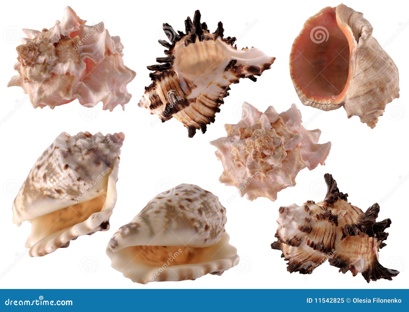 Cockleshell isolated 7 stock image. Image of shape, beach - 11542825