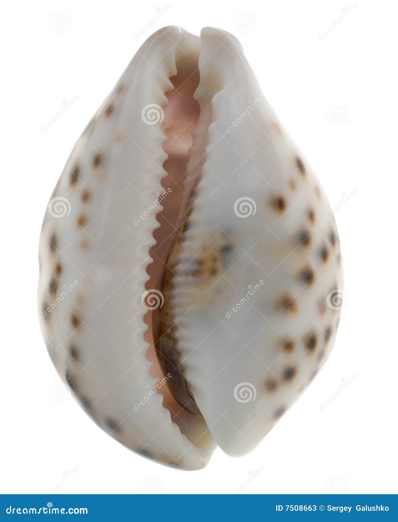 Cockleshell isolated stock image. Image of tropical, nature - 7508663