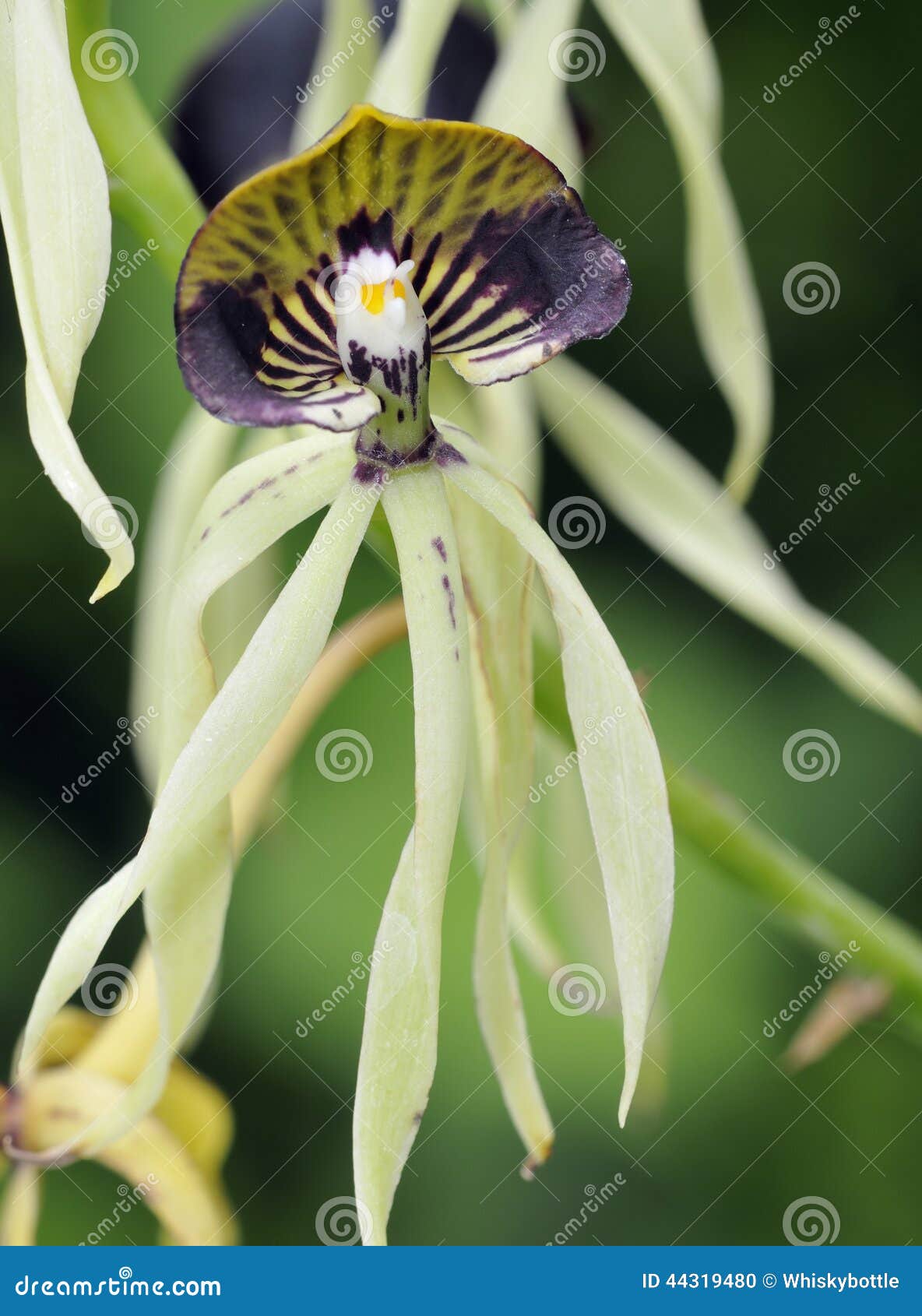 Cockleshell Orchid stock photo. Image of vertical, wild - 44319480