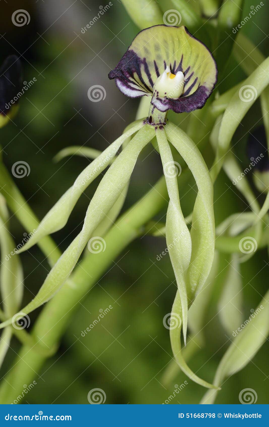Cockleshell Orchid stock photo. Image of rain, portrait - 51668798