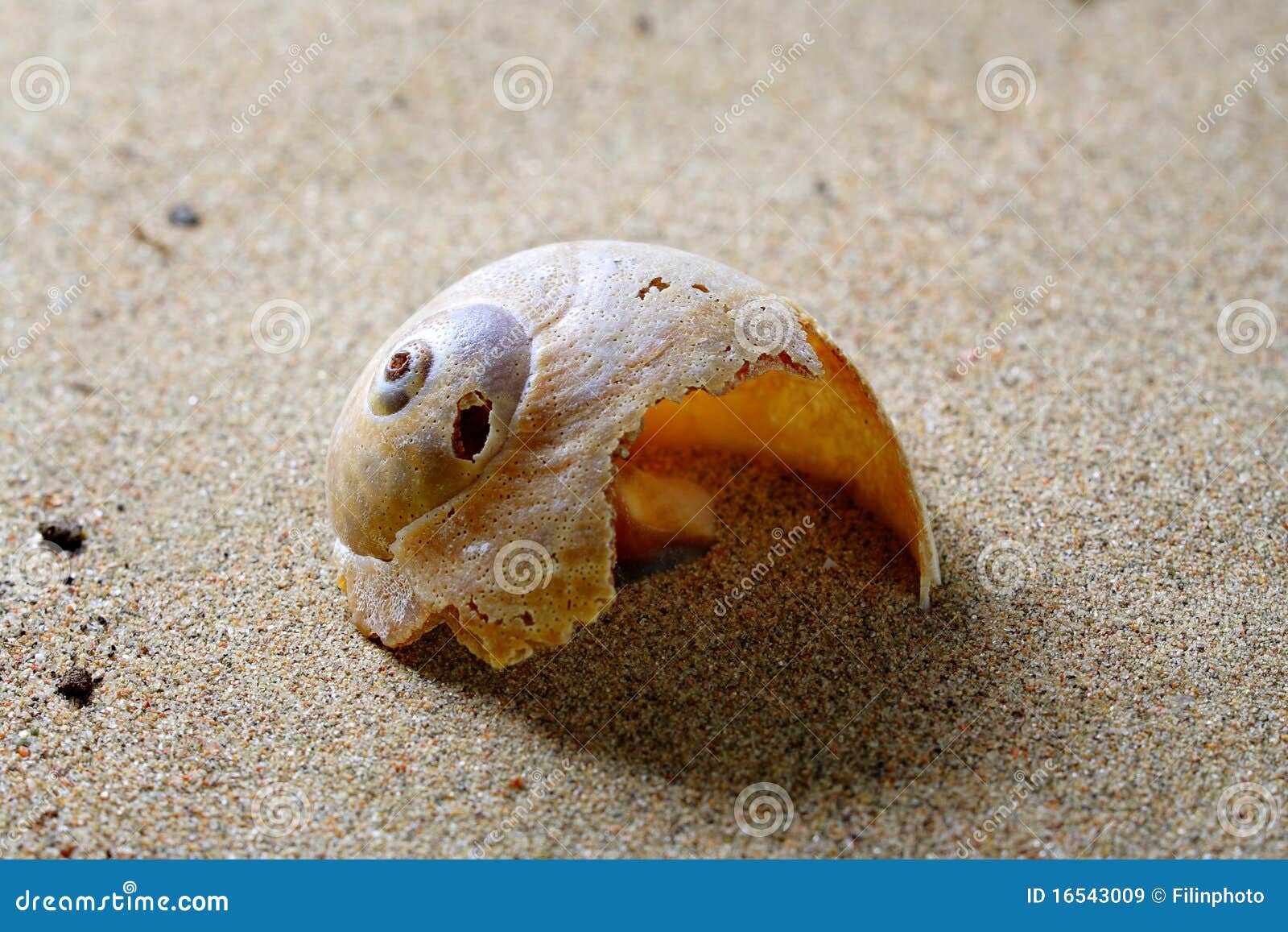 Cockleshell and sand stock image. Image of close, tropical - 16543009
