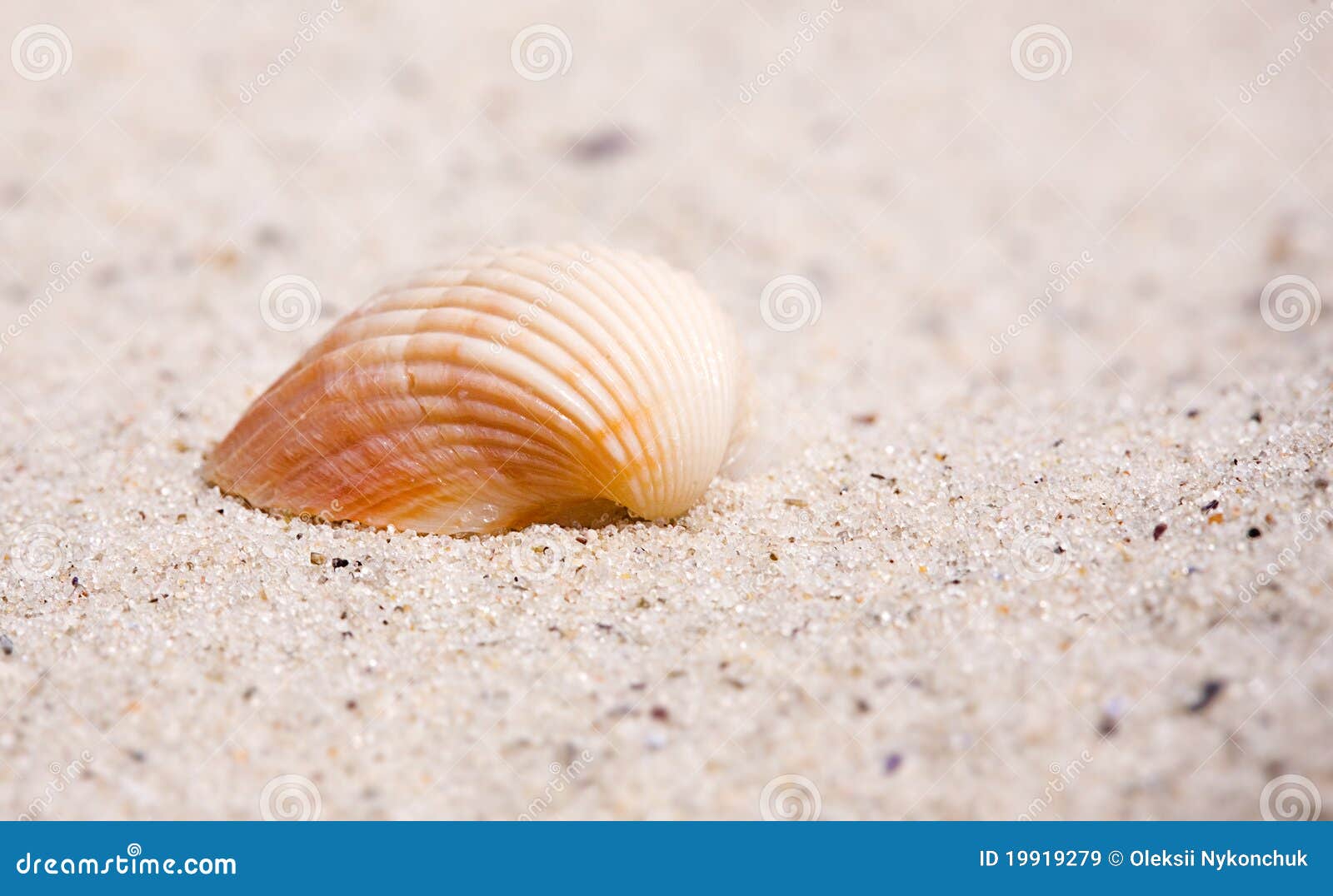 Cockleshell on a Sand of Beach Stock Image - Image of aquatic ...