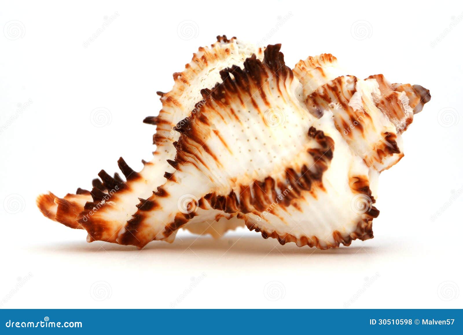 Cockleshell from the Sea or the Ocean Stock Photo - Image of empty ...