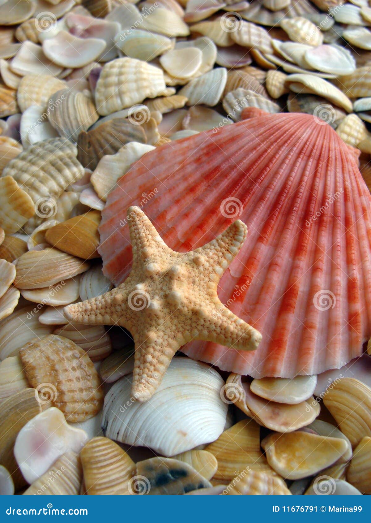 Cockleshell and starfishes stock image. Image of collect - 11676791
