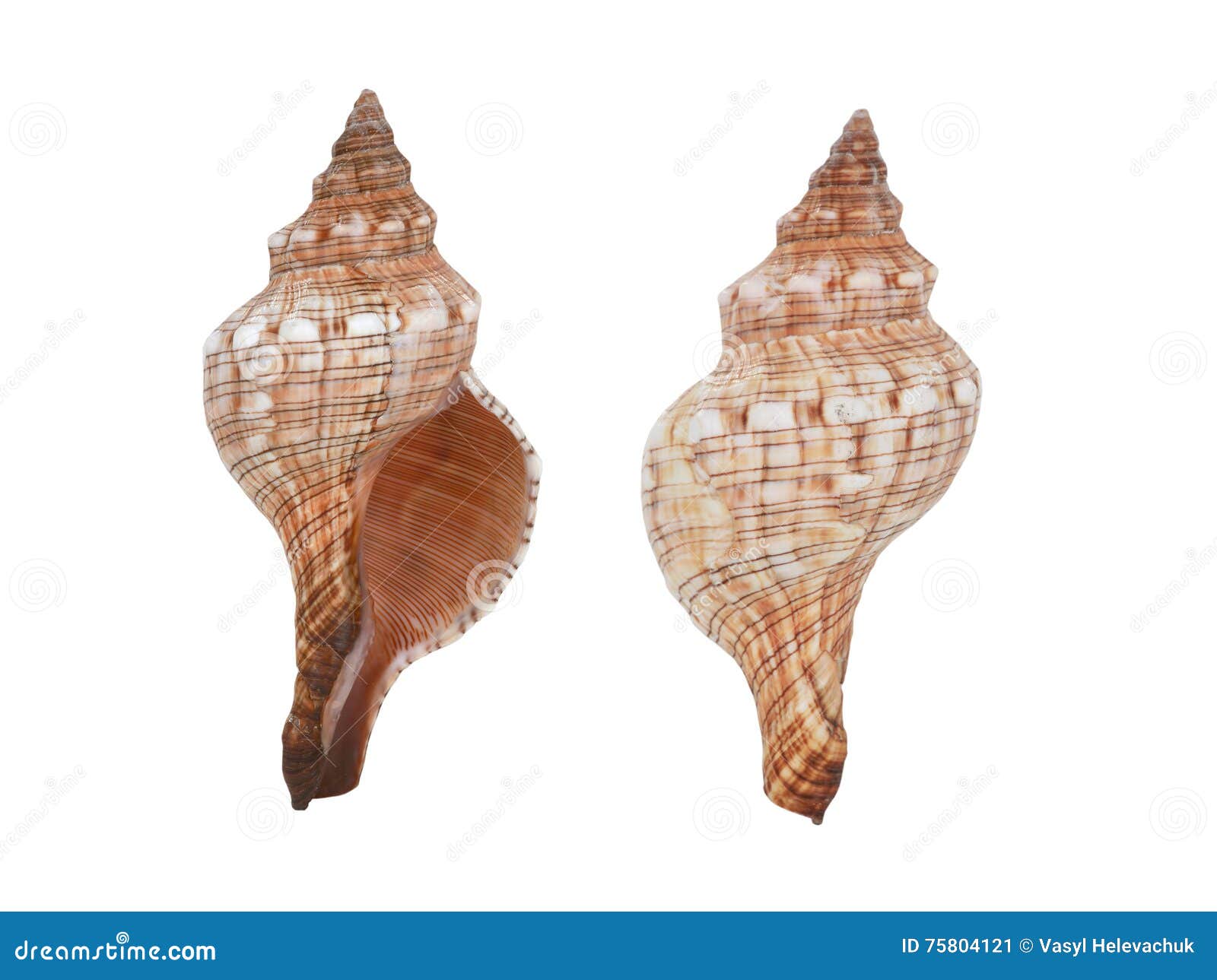 Cockleshell stock image. Image of wildlife, doodle, black - 75804121