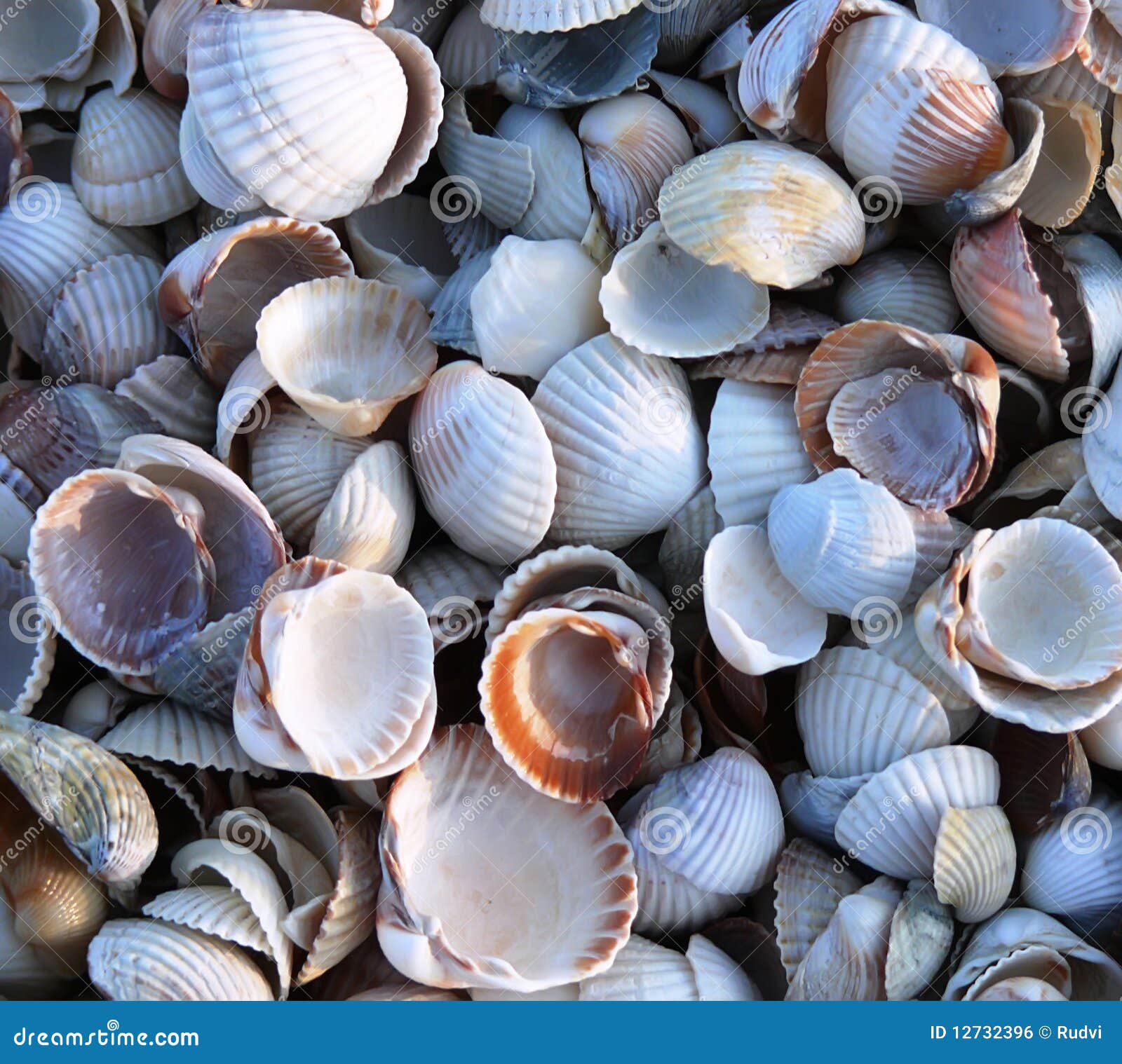 Cockleshells stock photo. Image of assortment, gifts - 12732396
