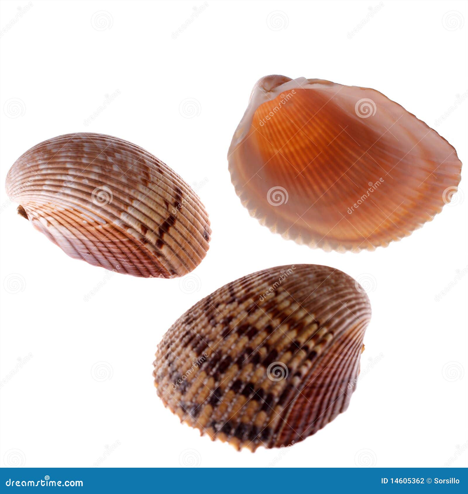 Cockleshells Stock Photography - Image: 14605362