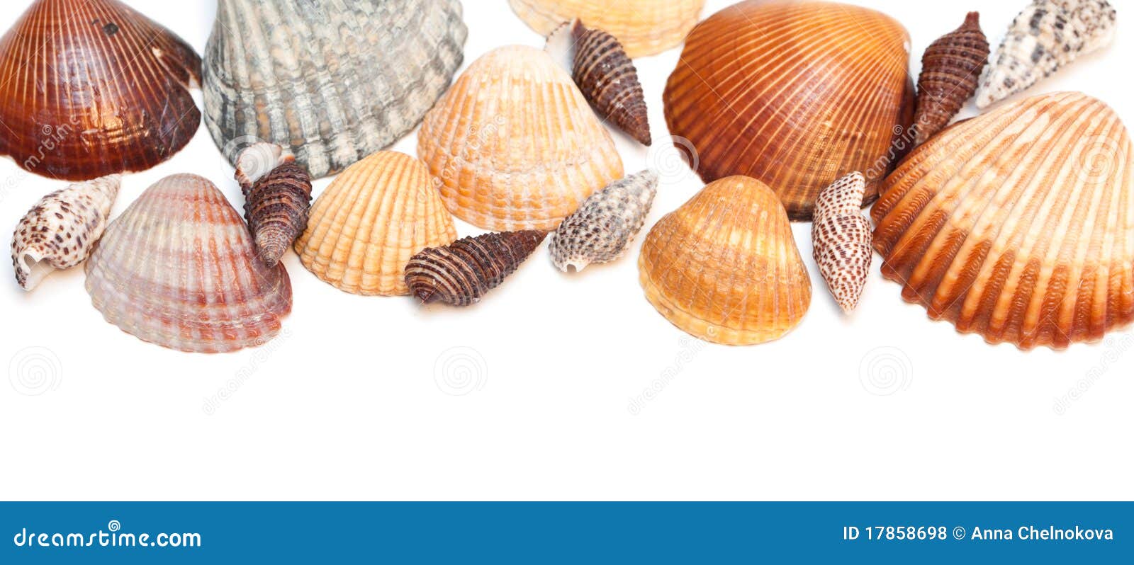 Cockleshells stock photo. Image of shells, crustacean - 17858698