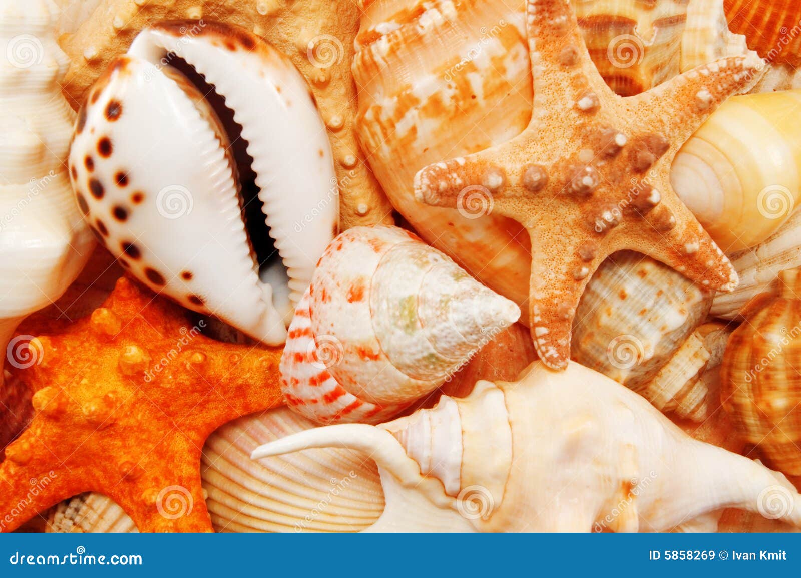 Cockleshells stock image. Image of nautilus, spiral, closeup - 5858269