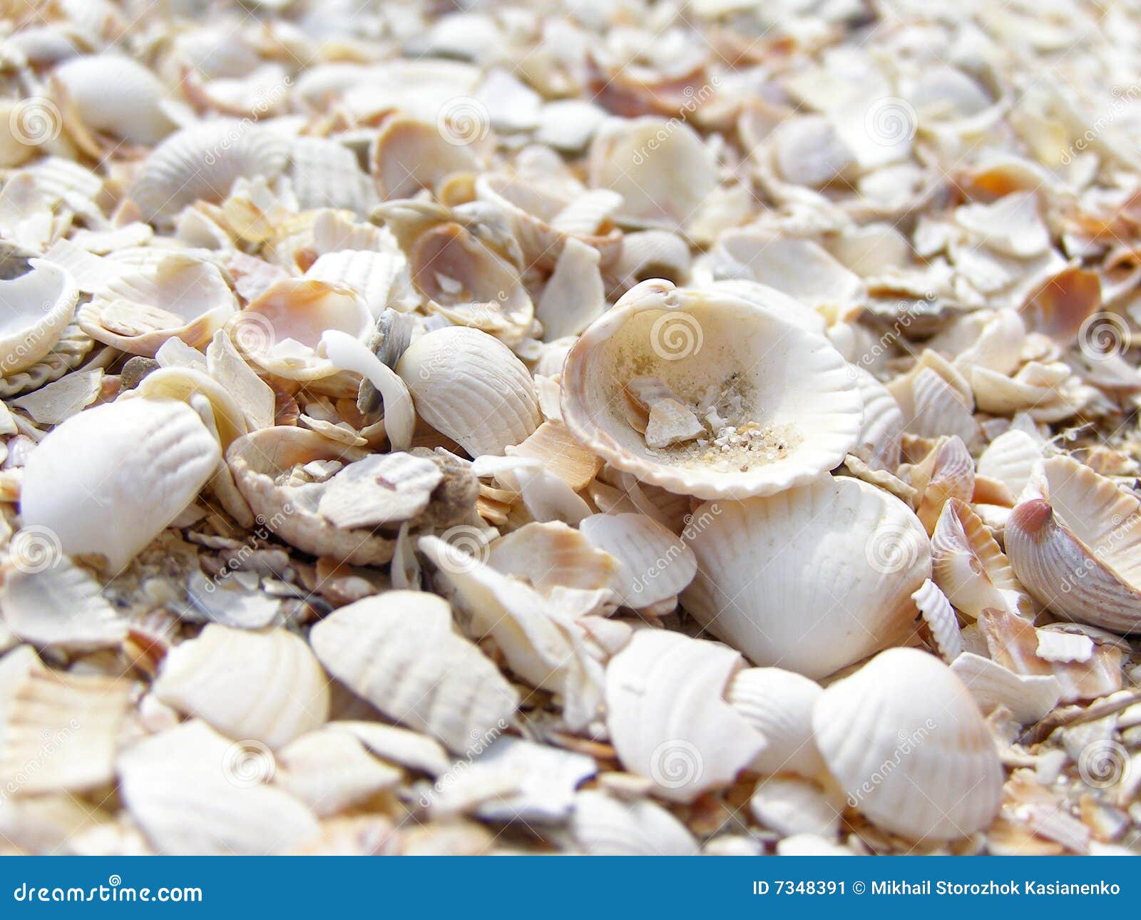 Cockleshells stock image. Image of white, sand, saved - 7348391