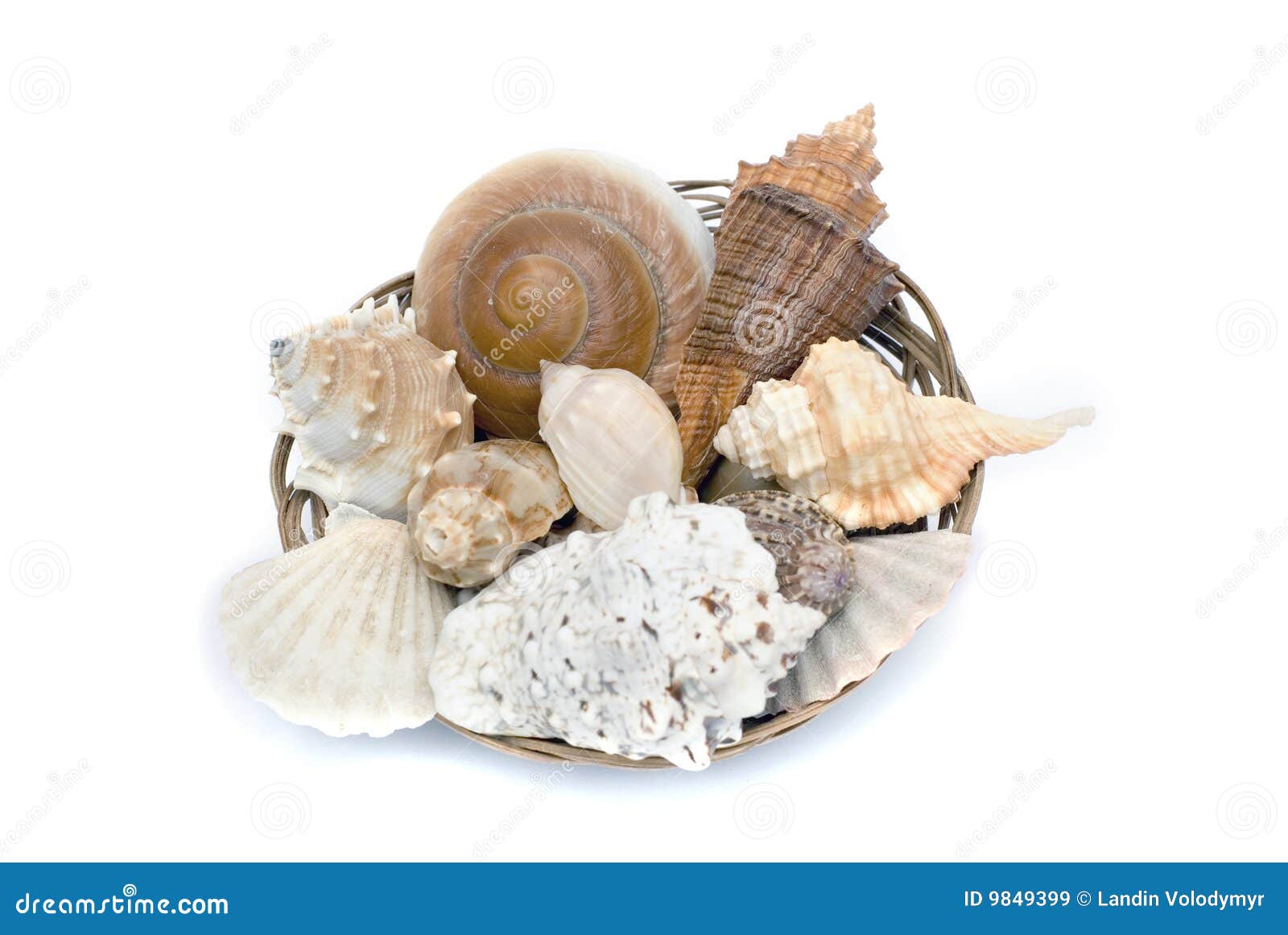 Cockleshells in a basket stock image. Image of conch, nautilus - 9849399