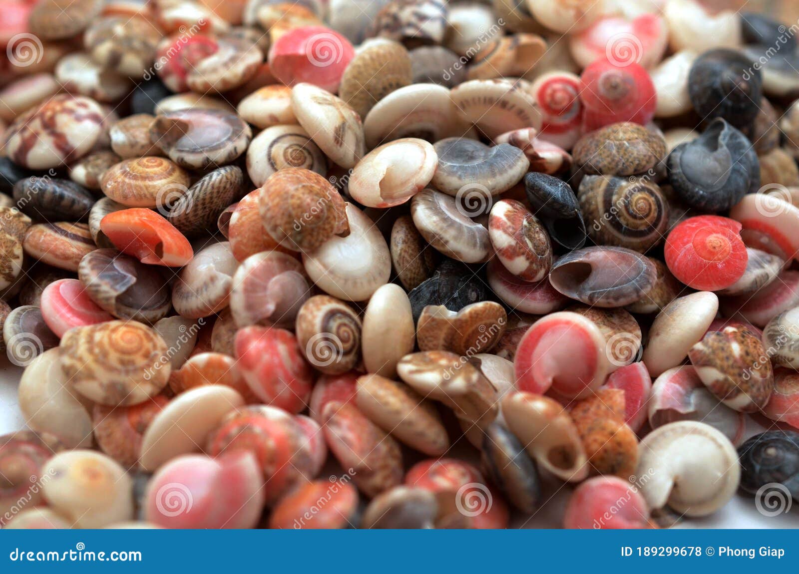 Cockleshells. stock photo. Image of cockleshell, cockle - 189299678