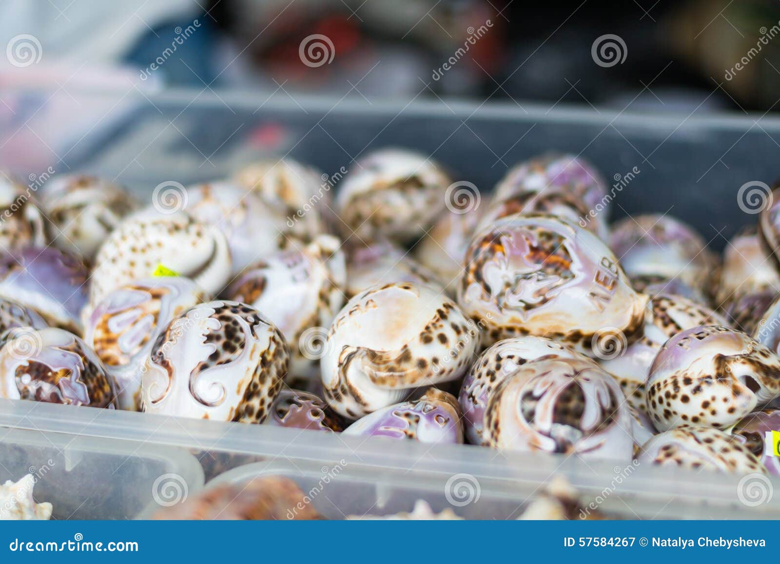 Cockleshells stock image. Image of cockleshell, composition - 57584267
