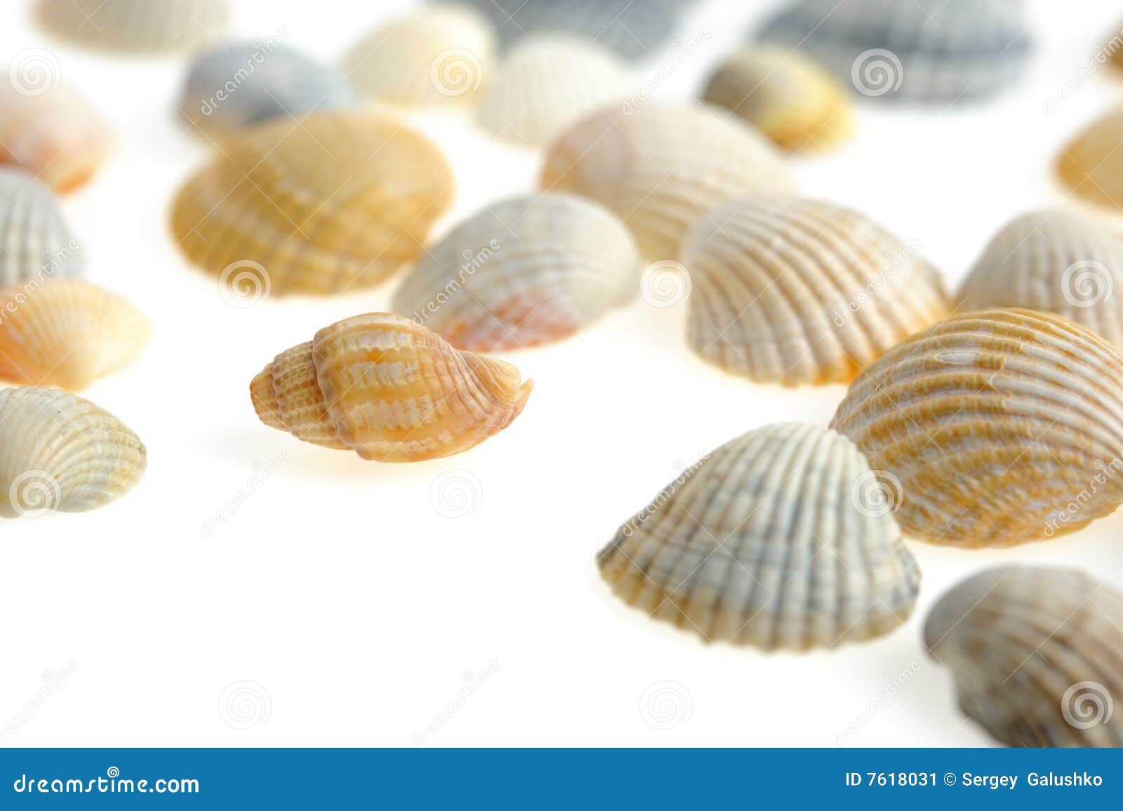 Cockleshells set stock image. Image of shell, prepared - 7618031
