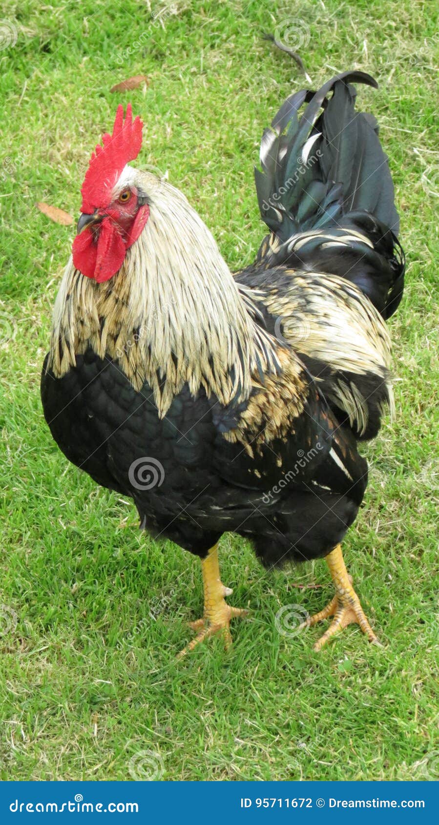 Cockral Stock Photos - Free & Royalty-Free Stock Photos from Dreamstime