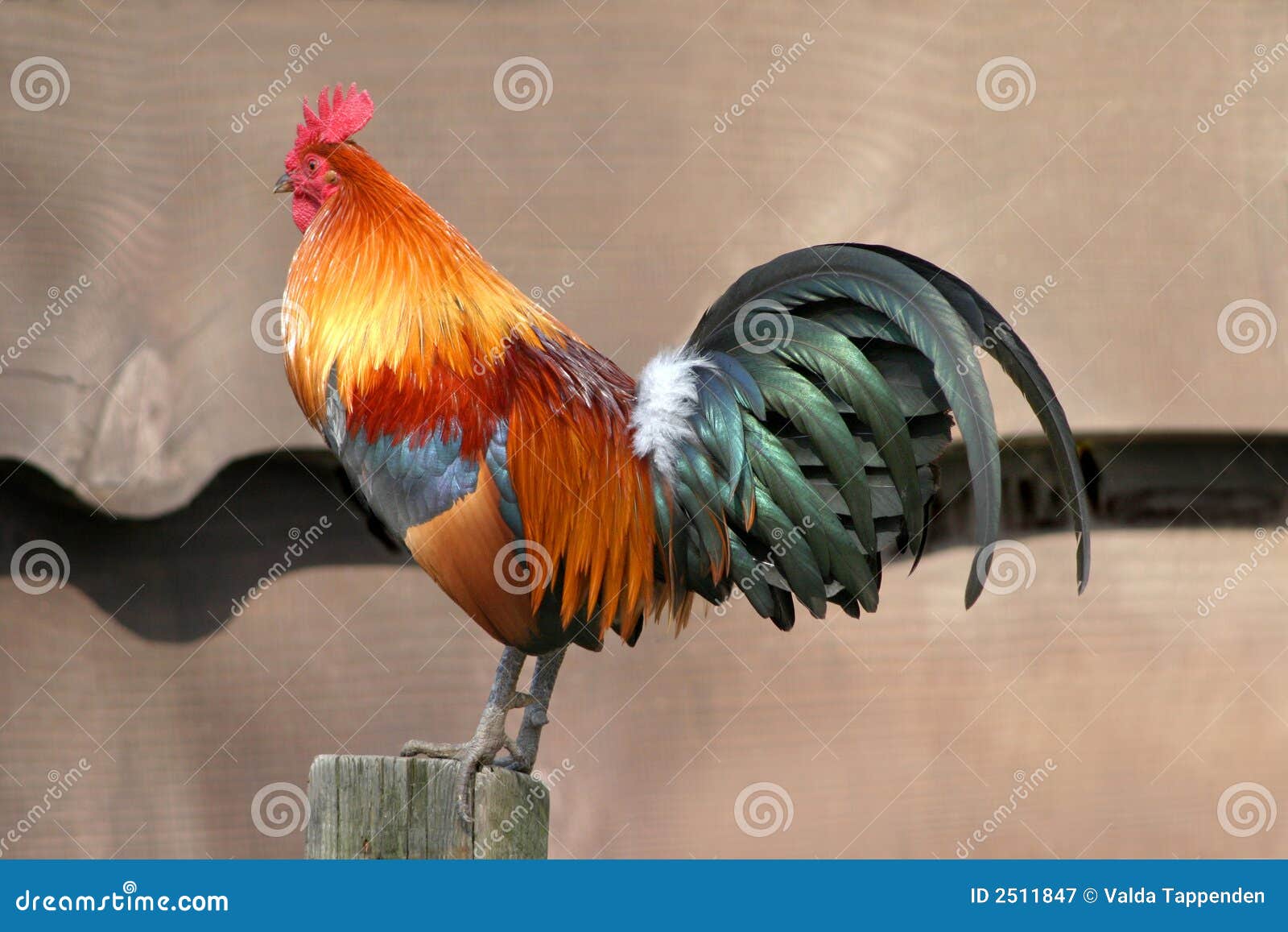 Cockrel Stock Photos - Download 1,110 Royalty Free Photos