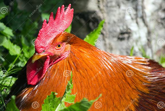 Cockrel 库存图片. 图片 包括有 羽毛, 烧杯, 用羽毛装饰, 广告牌, 眼睛, 纤管, 关闭, 双翼飞机 - 84834019