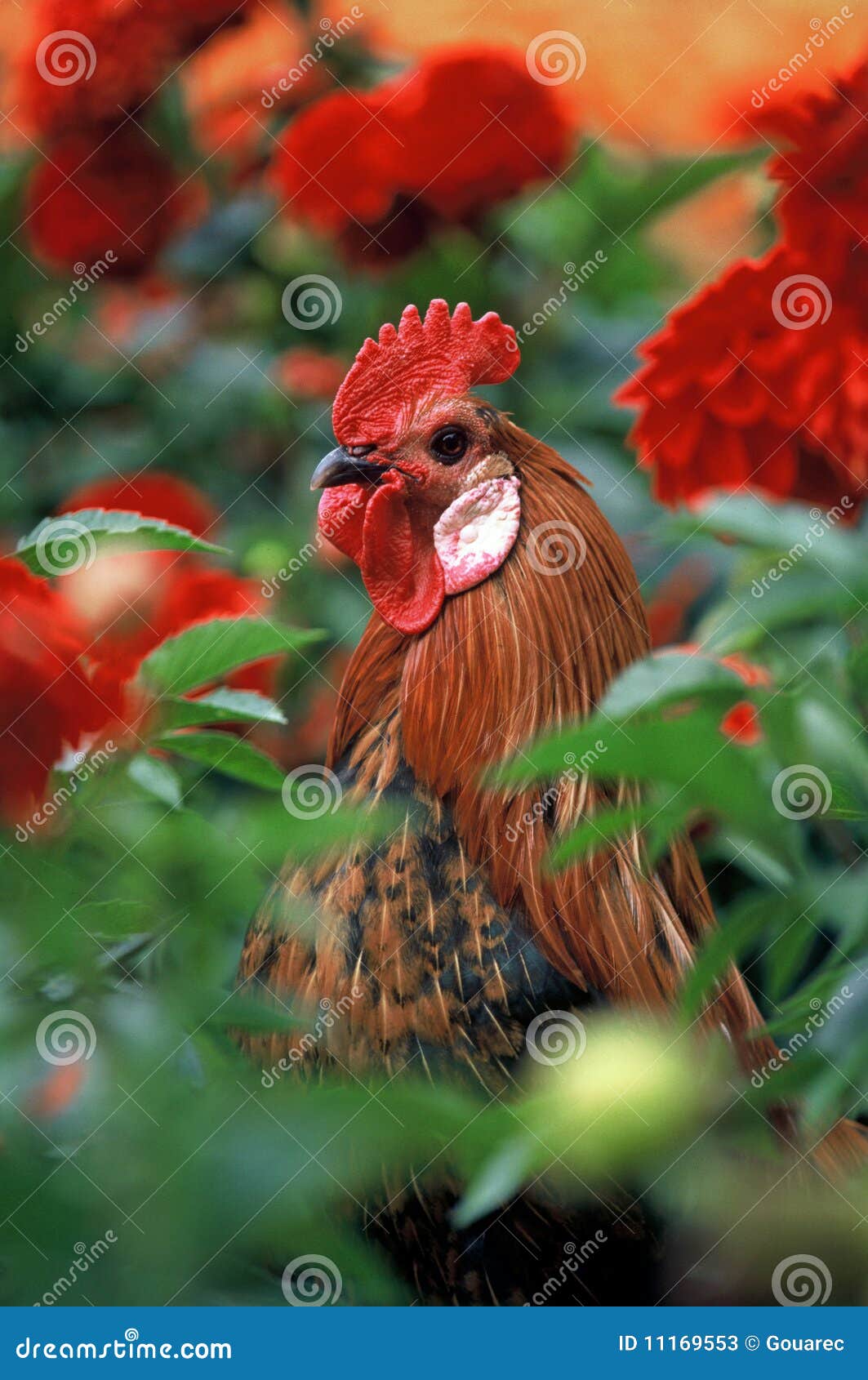 Cockrel flowers stock image. Image of proud, farm, alarm - 11169553