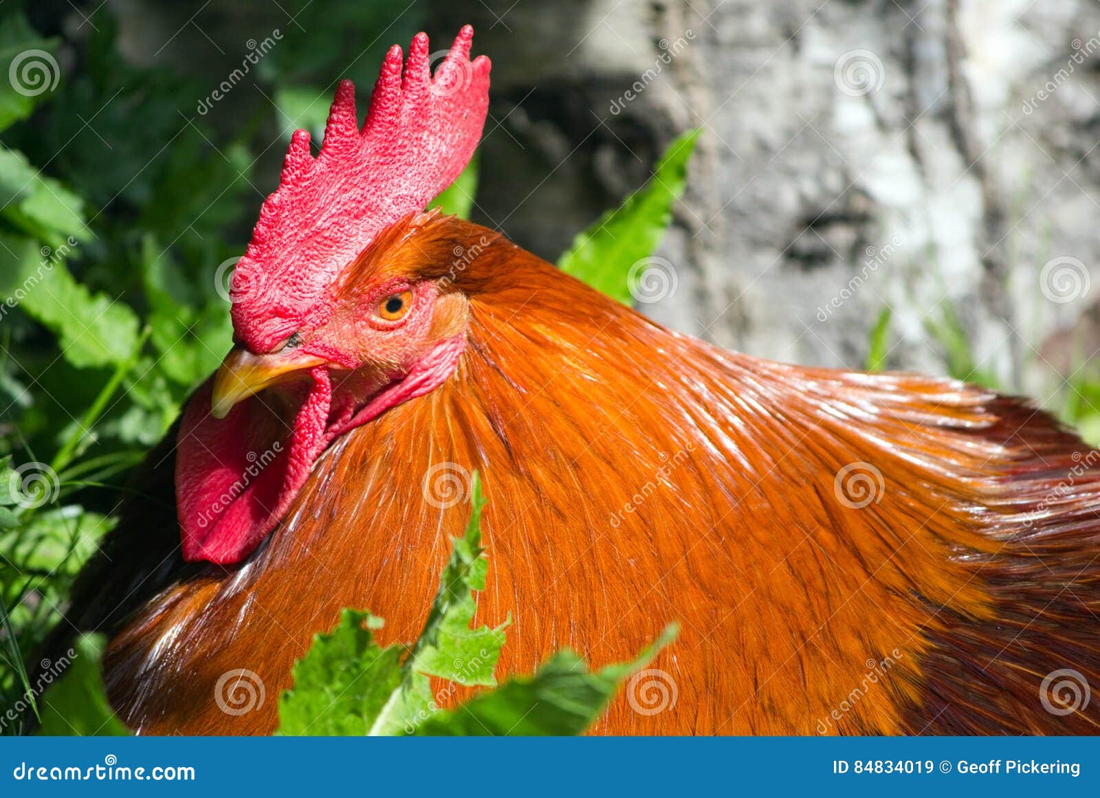 Cockrel stock image. Image of feathered, plume, creature - 84834019