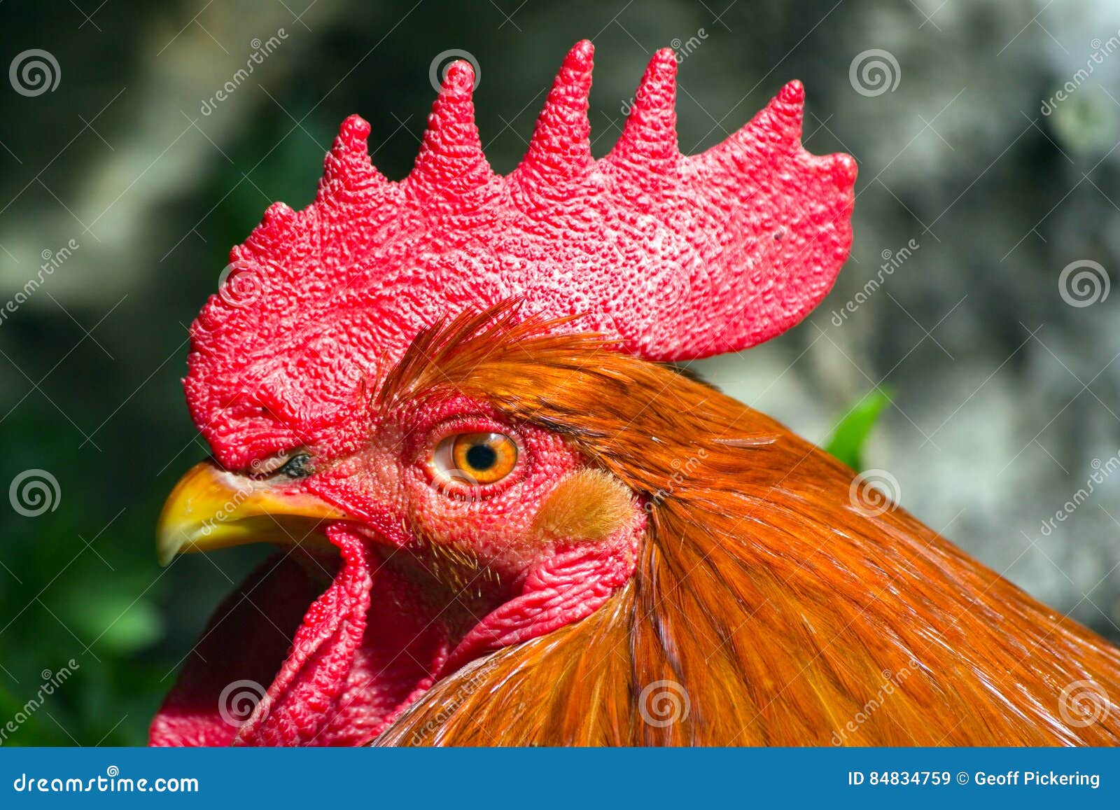Cockrel stock image. Image of bill, close, fowl, plume - 84834759