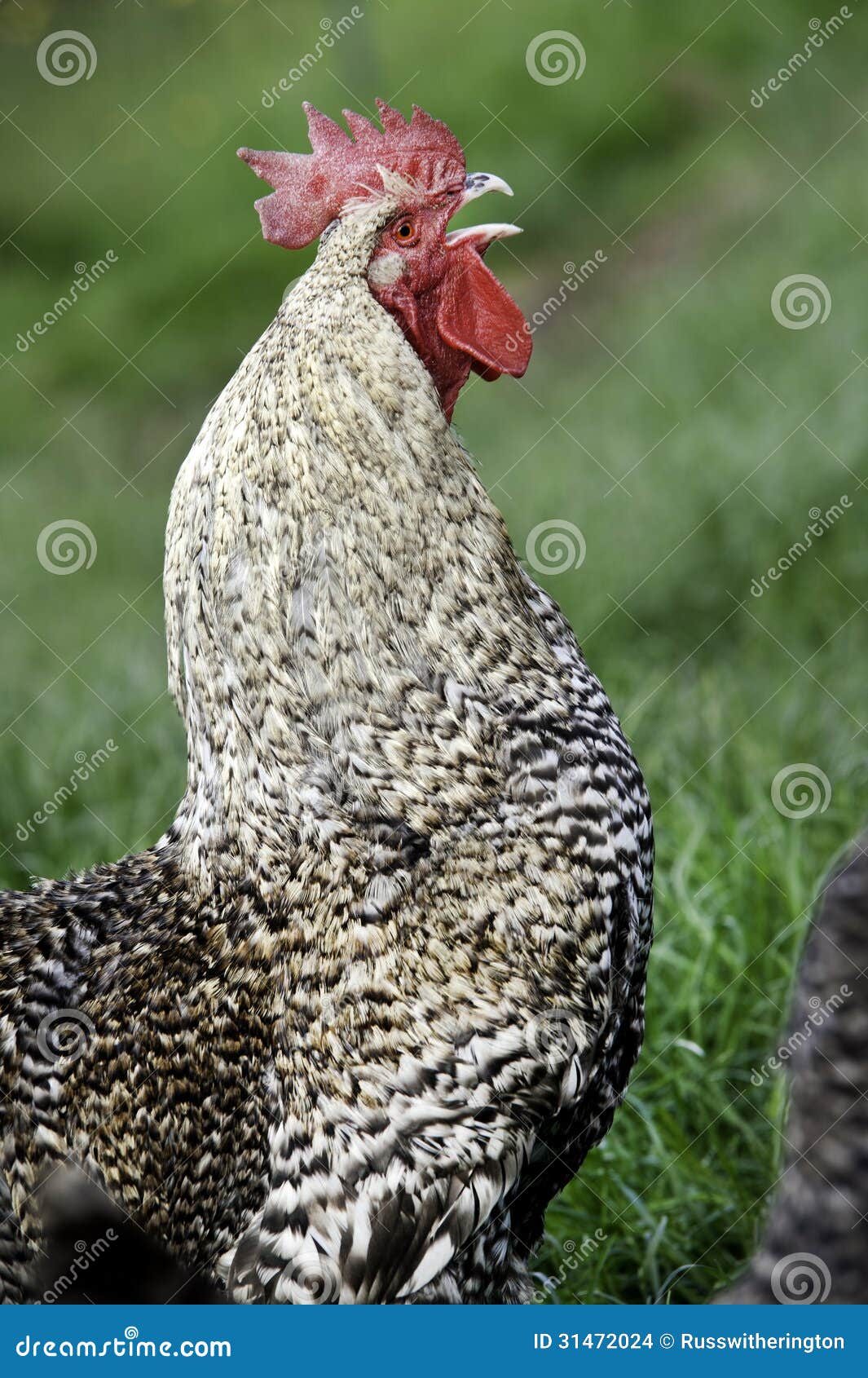 Cockrel stock photo. Image of plumage, bird, chicken - 31472024