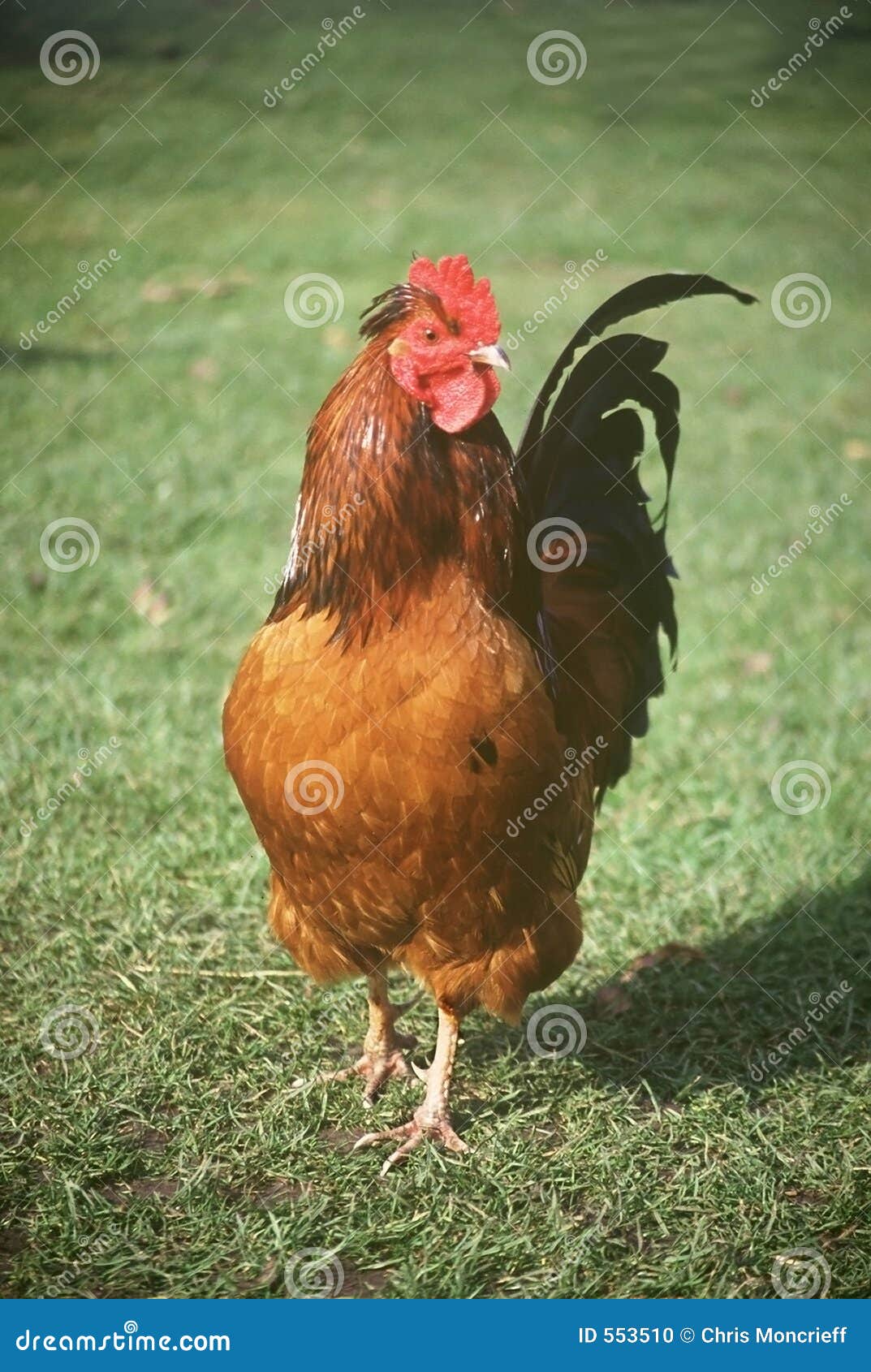 Cockrial stock photo. Image of farms, farm, birds, junglefowl - 553510