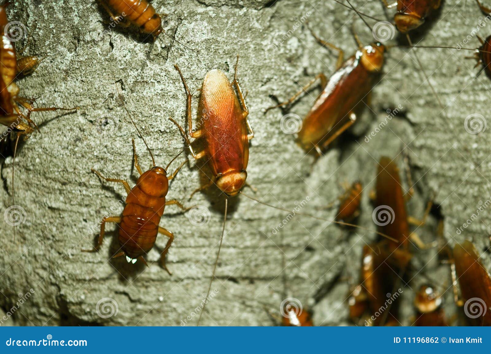 Red Cockroach Stock Image | CartoonDealer.com #16016995