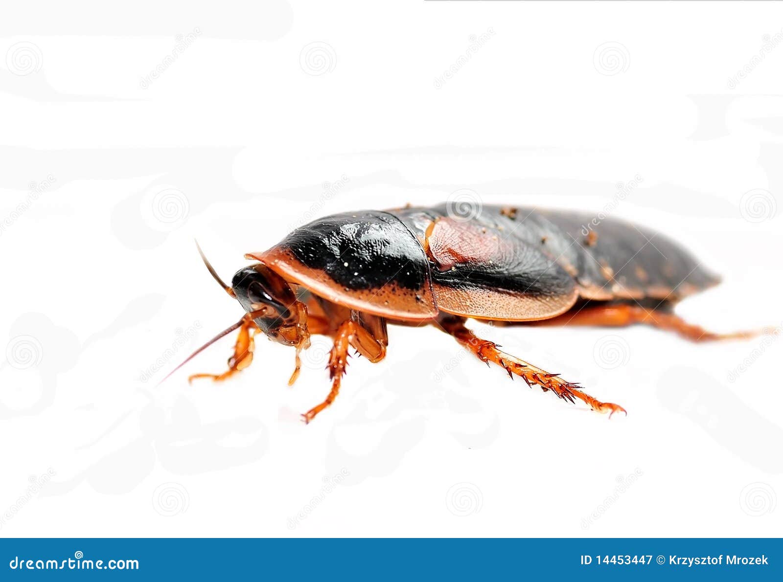 Cockroach stock image. Image of cockroach, worm, feelers - 14453447