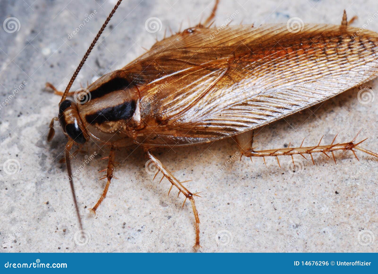 Cockroach stock photo. Image of head, hairy, cycle, health - 14676296