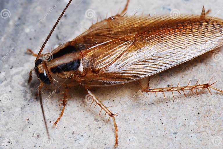 Cockroach stock photo. Image of head, hairy, cycle, health - 14676296